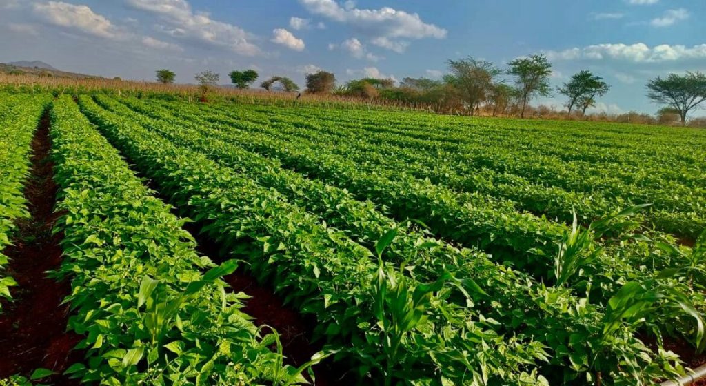 Sustainable Farming Practices for Soil Health in Africa